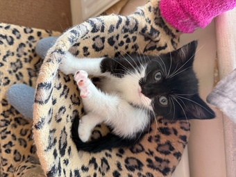 Lively loving female kitten in