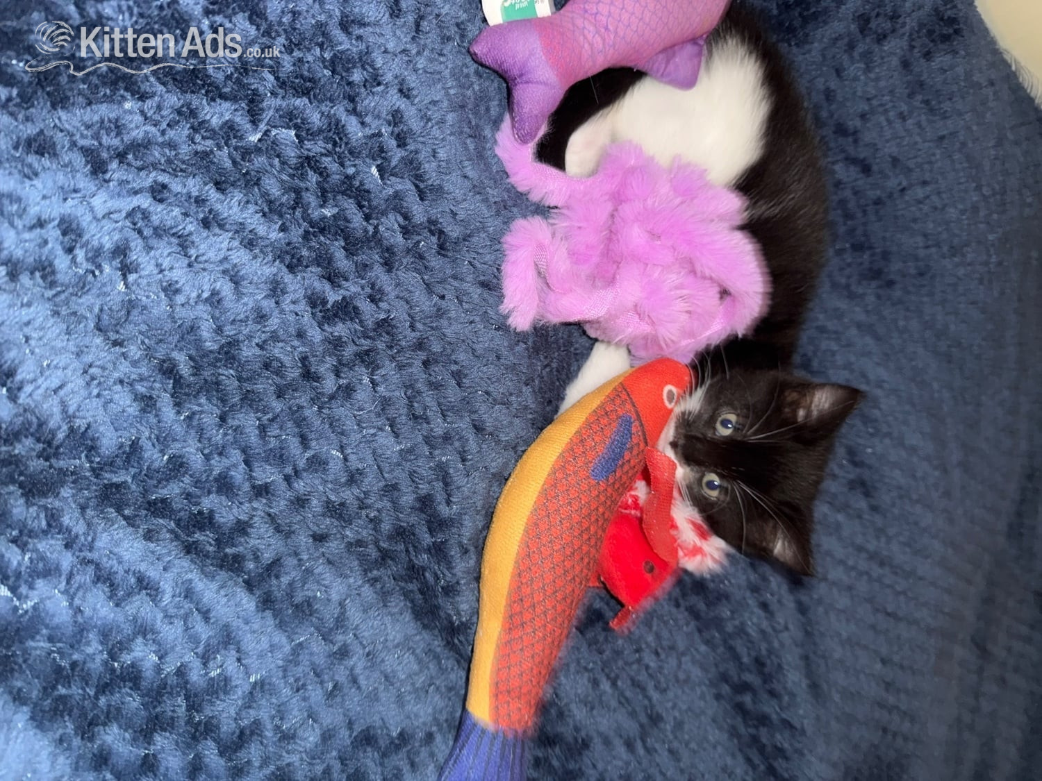 Lively loving female kitten in