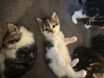 Kittens - Classified Ads in Cornwall