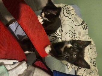 Lovely Kittens for sale in