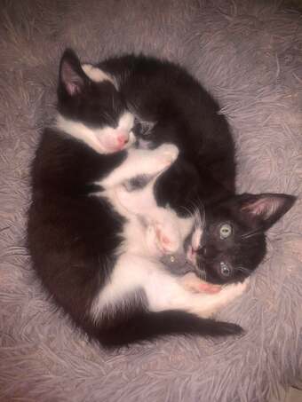Main coon girl kitten in Rotherham