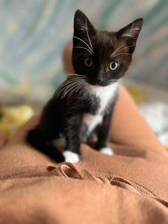 Beautiful black and white kitten in