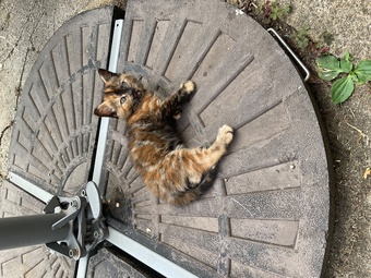 3 domestic kittens available in Chippenham