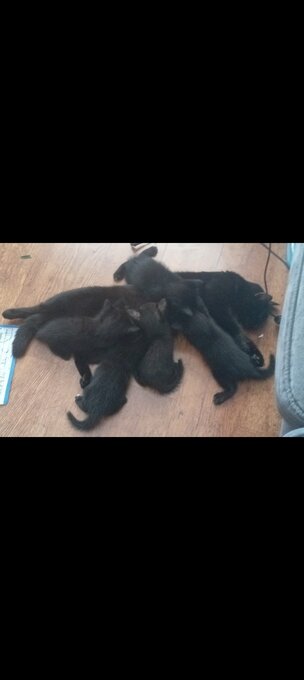 Superhero kittens needing super forever homes in Birmingham