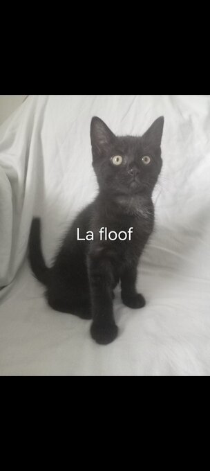 Superhero kittens needing super forever homes in Birmingham