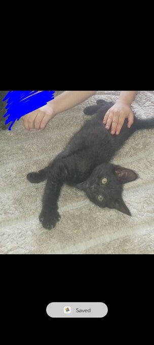 Superhero kittens needing super forever homes in Birmingham