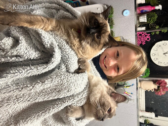 Beautiful ragdoll kittens ready now in Torquay
