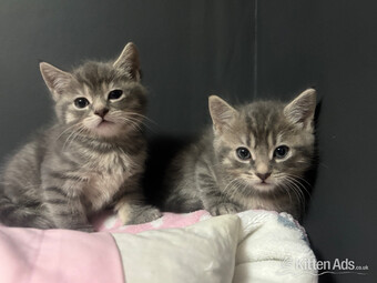 Persian babies ready now in