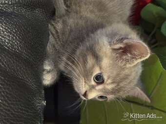 Persian babies ready now in