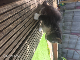 Cute kittens for sale (NEED GONE ASAP) in