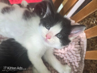 Cute kittens for sale (NEED GONE ASAP) in