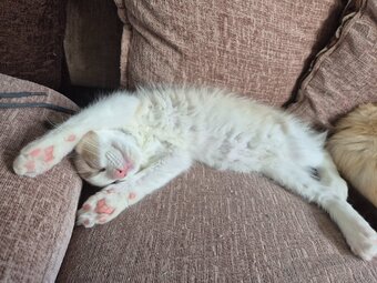 Loki for sale in