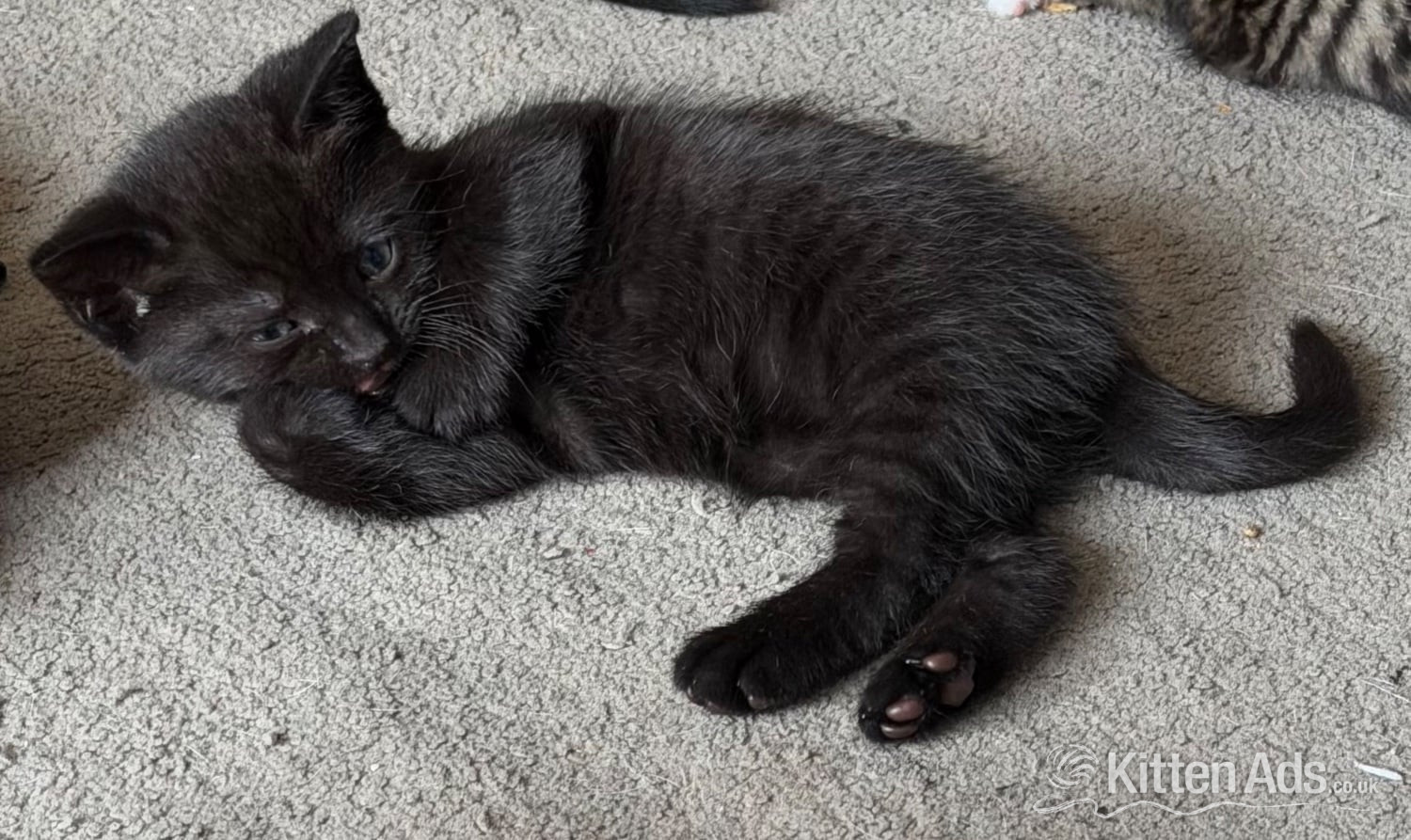 8 week old Kittens for sale in