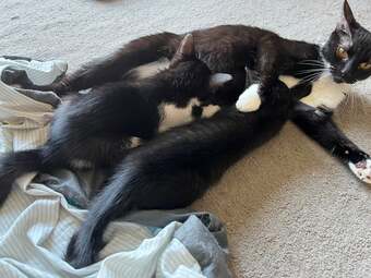 8 week old Kittens for sale in