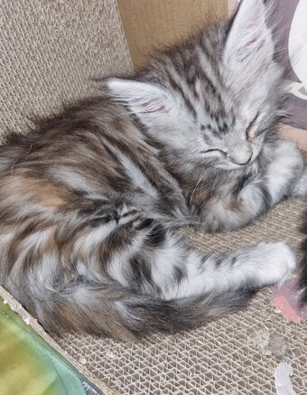 Beautiful GCCF registered maine coon kittens in Bristol