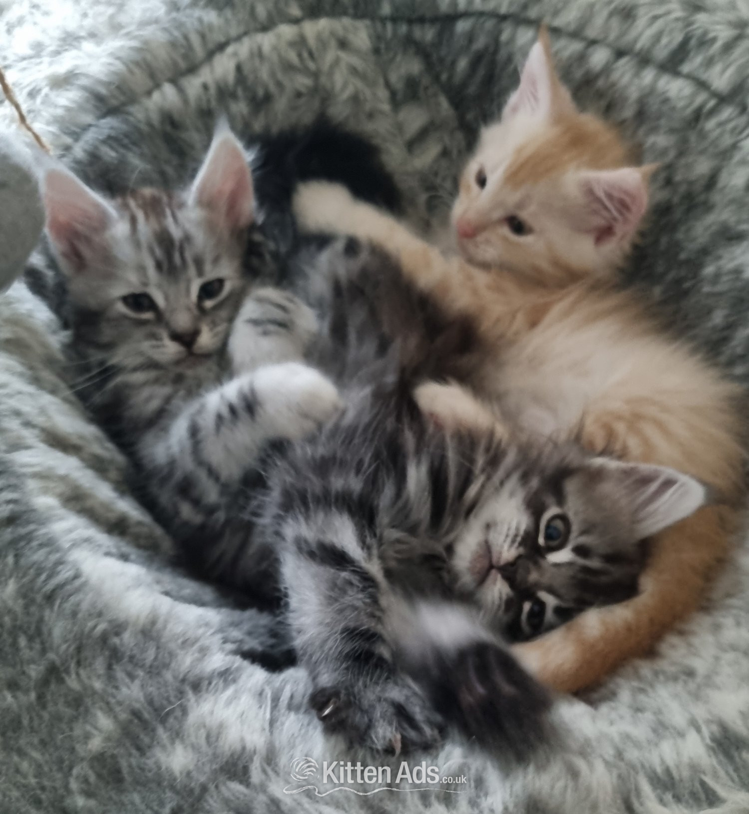Beautiful GCCF registered maine coon kittens in Bristol