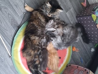 Beautiful GCCF registered maine coon kittens in Bristol
