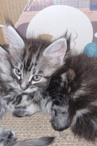 Beautiful GCCF registered maine coon kittens in Bristol