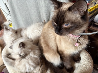 Beautiful ragdoll kittens ready now in Torquay