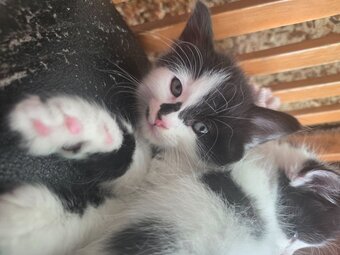 Cute kittens for sale (NEED GONE ASAP) in London