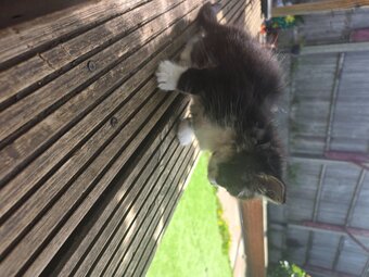 Cute kittens for sale (NEED GONE ASAP) in London